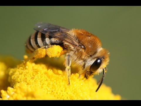 Planet Wissen - Wildbienen