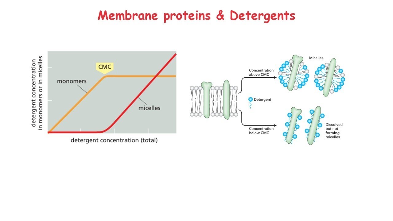 Membrane Proteins & Detergents: Ionic & Non ionic detergents, Critical ...