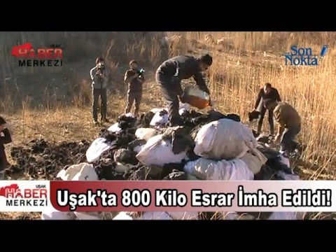 Uşak'ta 800 Kilo Esrar İmha Edildi!