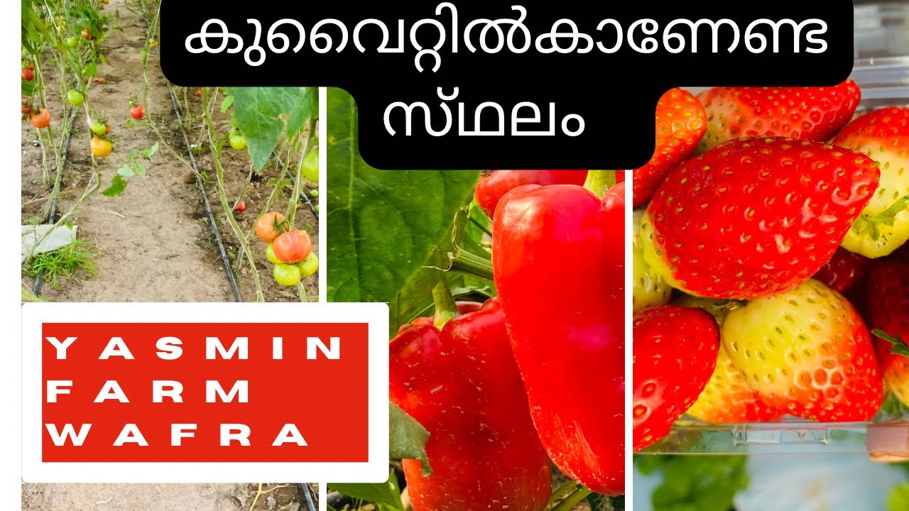 ഈ കാലാവസ്ഥയിൽ പോകാൻ പറ്റിയ സ്ട്രോബറി farm | Yasmin Farm Wafra Kuwait ...