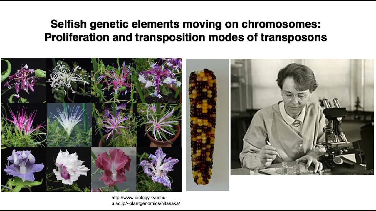 Selfish genetic elements moving on chromosomes: Proliferation and ...