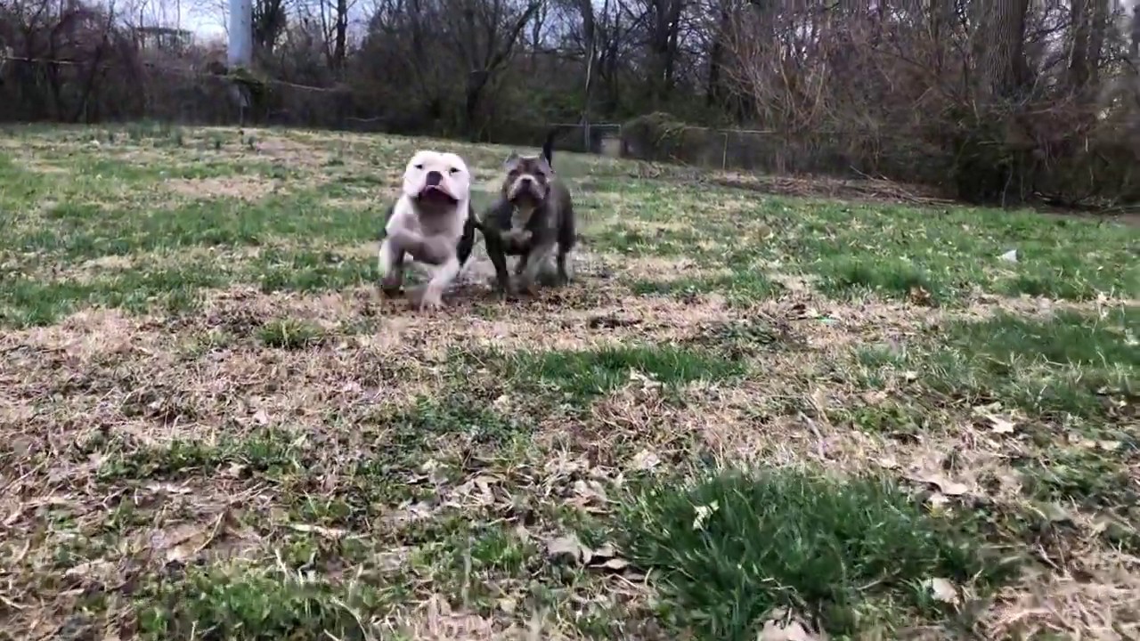 American Bully Breeding - See If we can get a natural tie - YouTube
