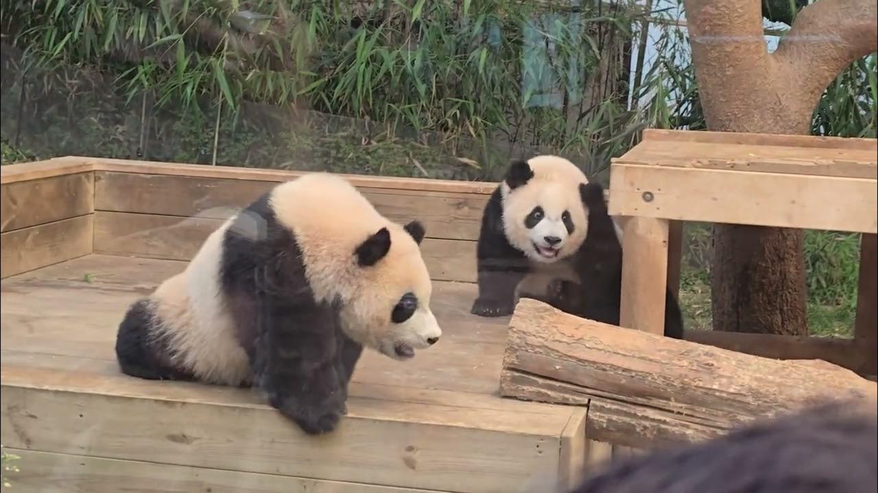 루이바오 후이바오 퇴근전쟁1 Youtube