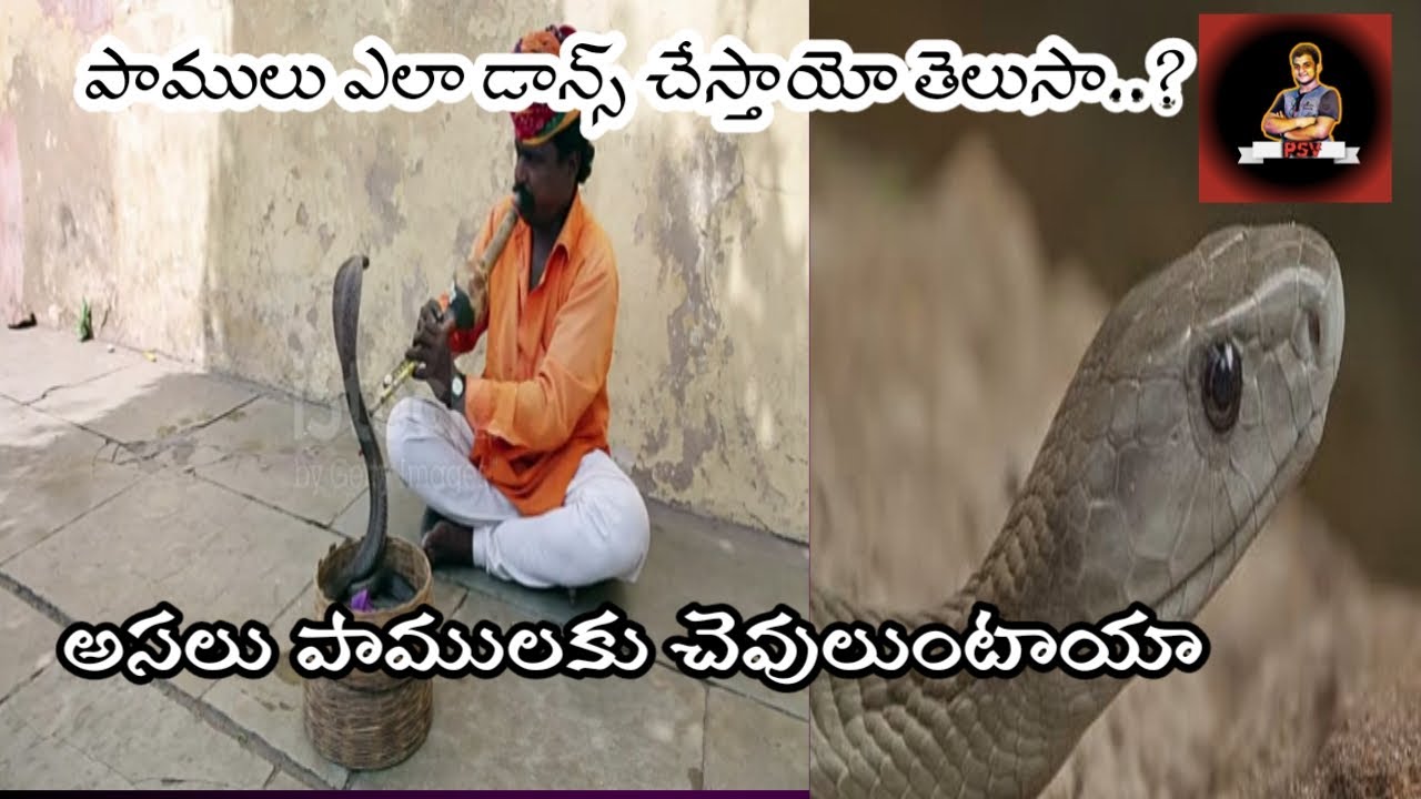 Why do snake dance according to nadhaswaram in telugu snakes in telugu ...