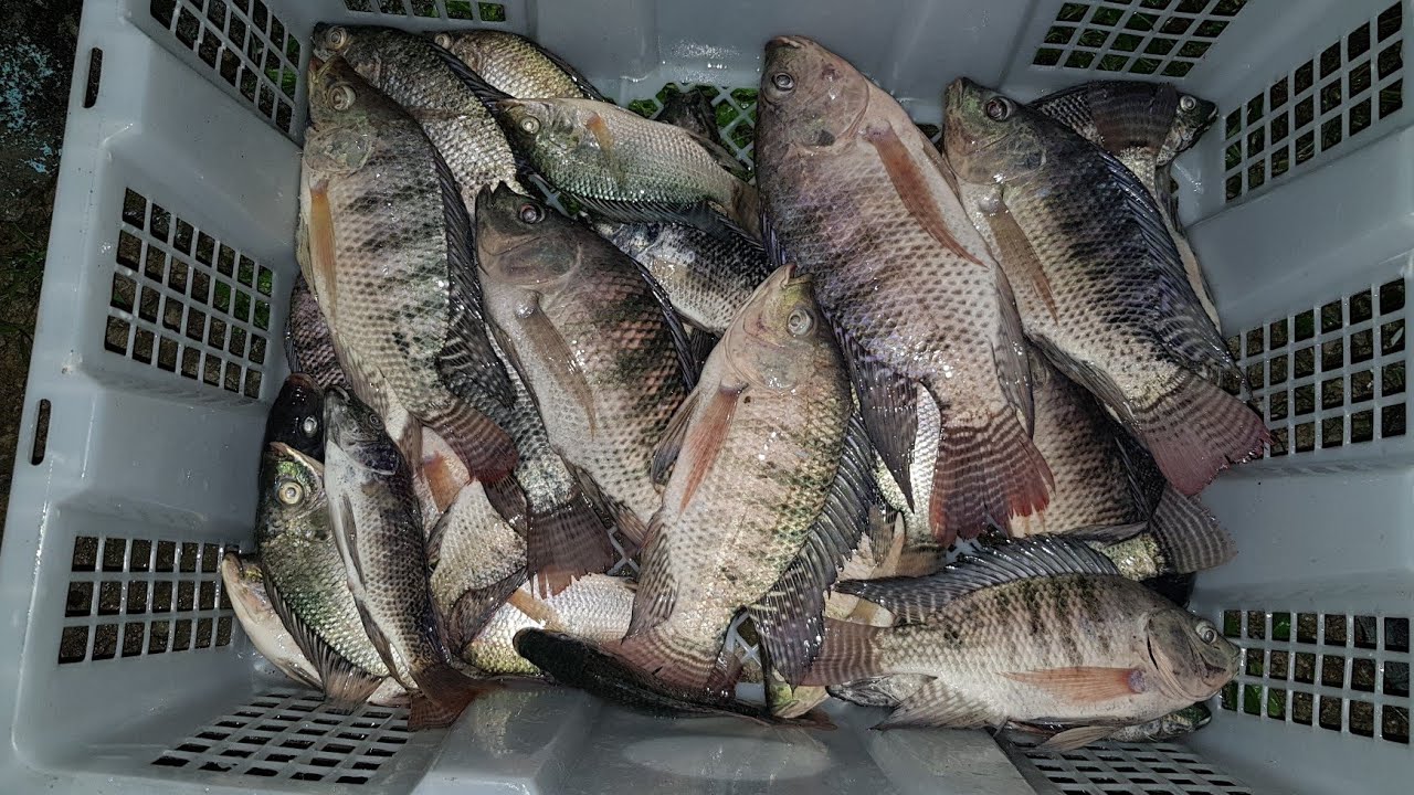 setrum ikan cuma 20 menit - YouTube