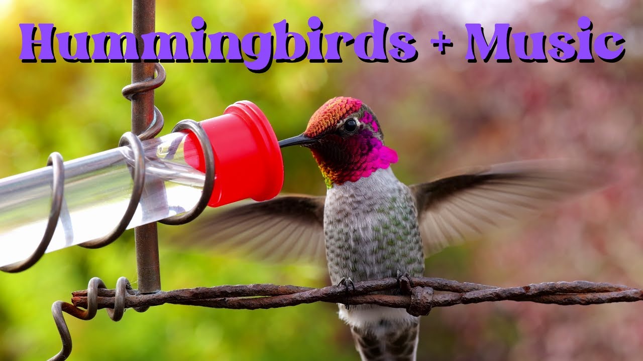 Hummingbirds at the Feeder (30 Mins Piano Music) Vol. 8 - YouTube