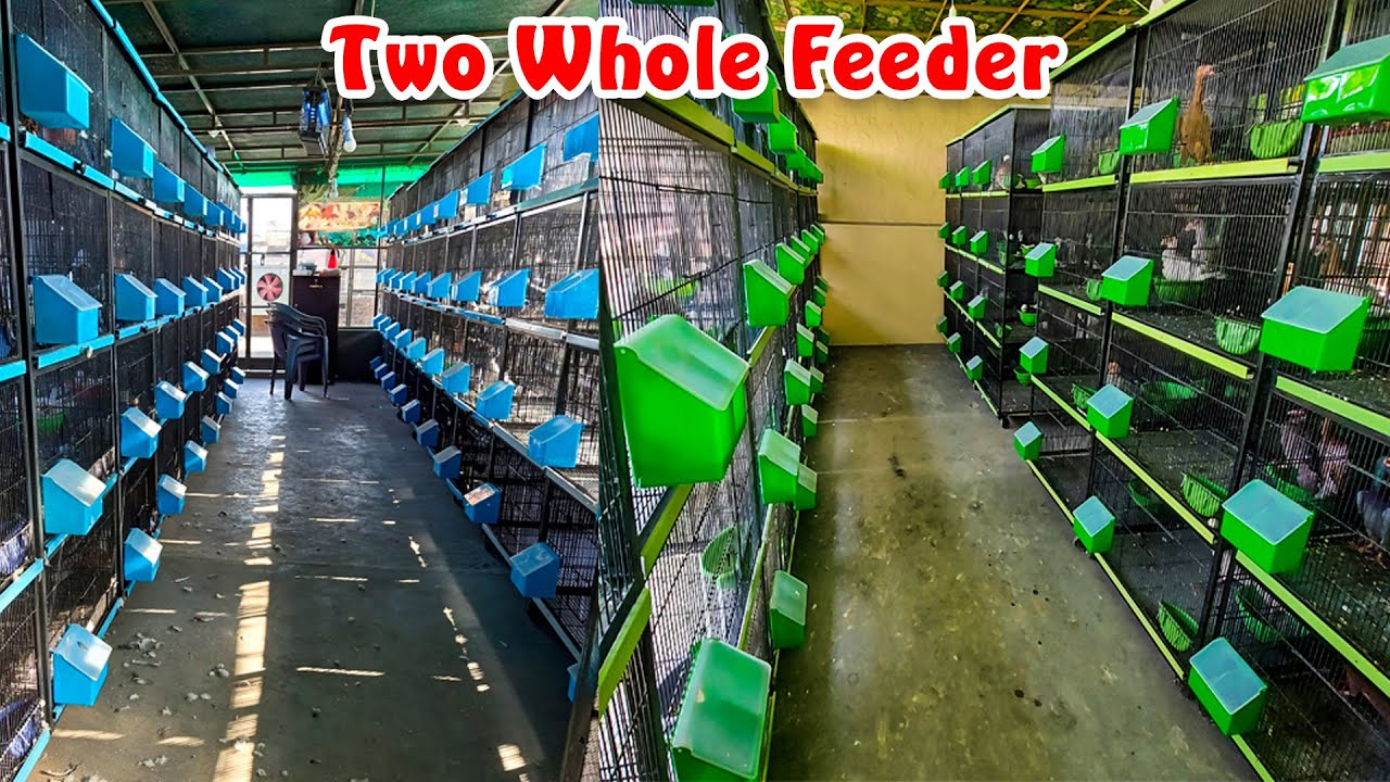 Two Hole Feeder for your Setup or Farm - YouTube