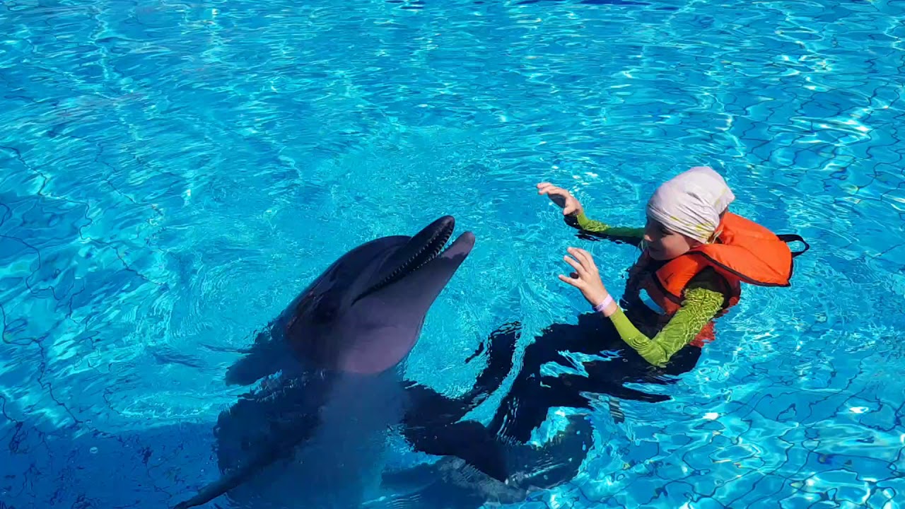 Dolphin is singing Delfin śpiewa - YouTube