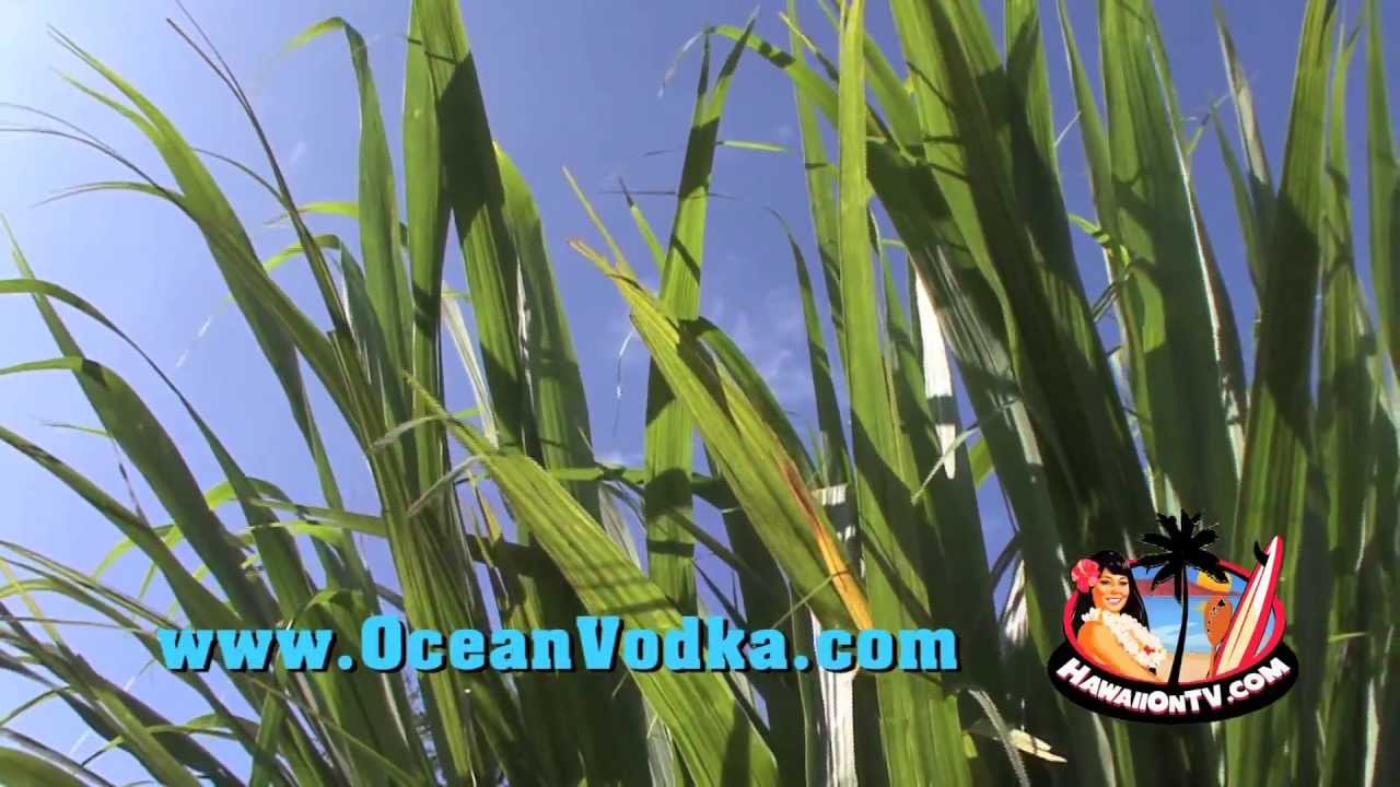Ocean Vodka Distillery - Maui Grand Opening - YouTube