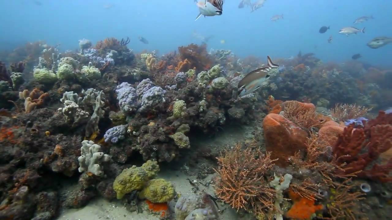 Fly Point - 27 June, 2010 - YouTube