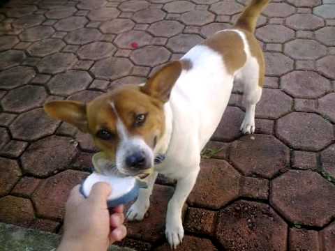 Adonis the Dog - YouTube