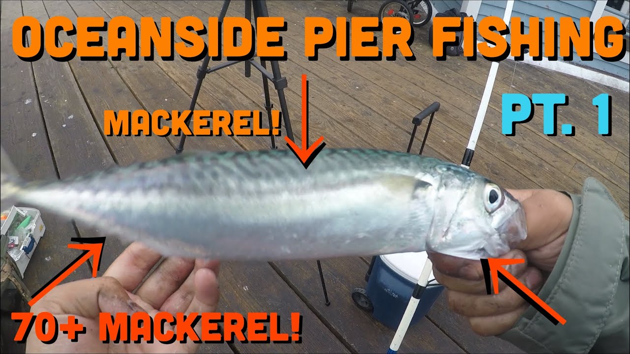 OCEANSIDE PIER MACKEREL FISHING! Over 70+ Mackerel Caught! Late Night ...