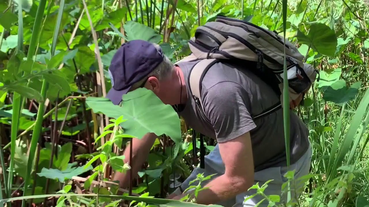 Captain Antarctica Survival: Wild foods - Typha - YouTube