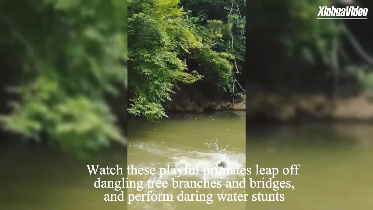 Monkey pool party: Cool off with some water-loving primates - YouTube