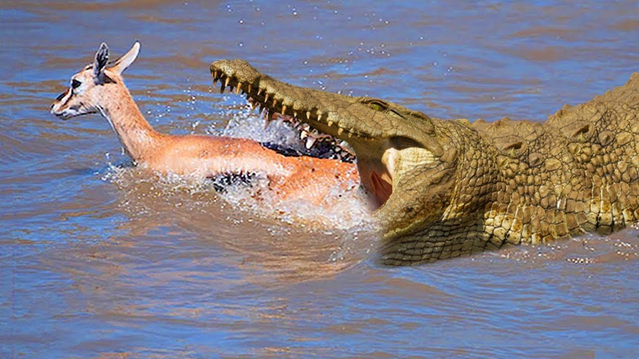 Crocodile chases Impala Under the River | Antelope tries but Underwater ...