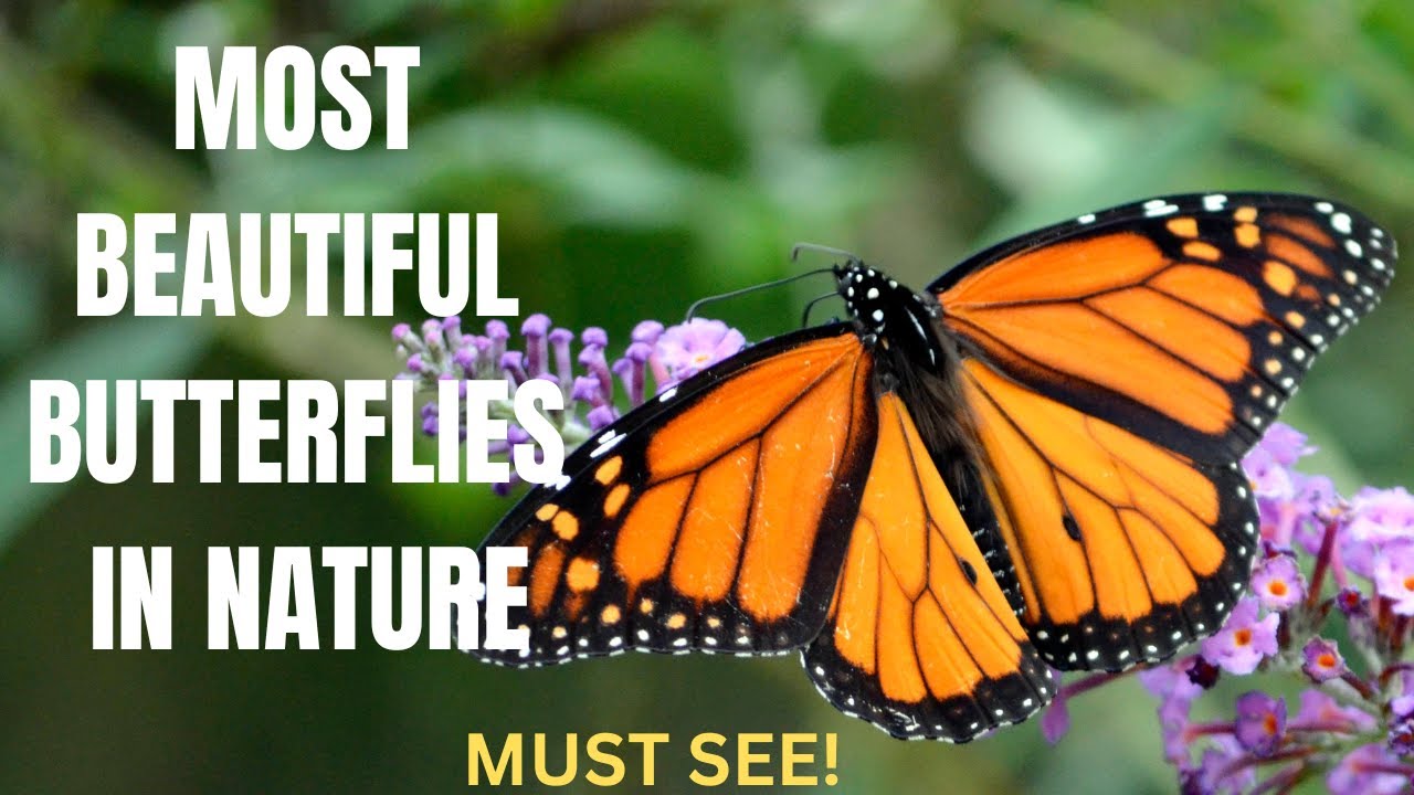 The Most Beautiful Butterflies in Nature 🦋 With Relaxing Music ...