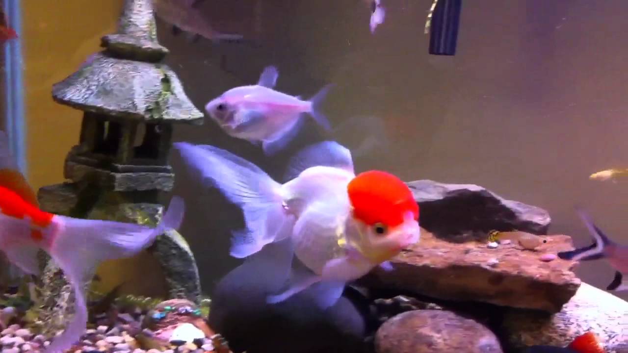 Gold Fish- Community Tank - YouTube