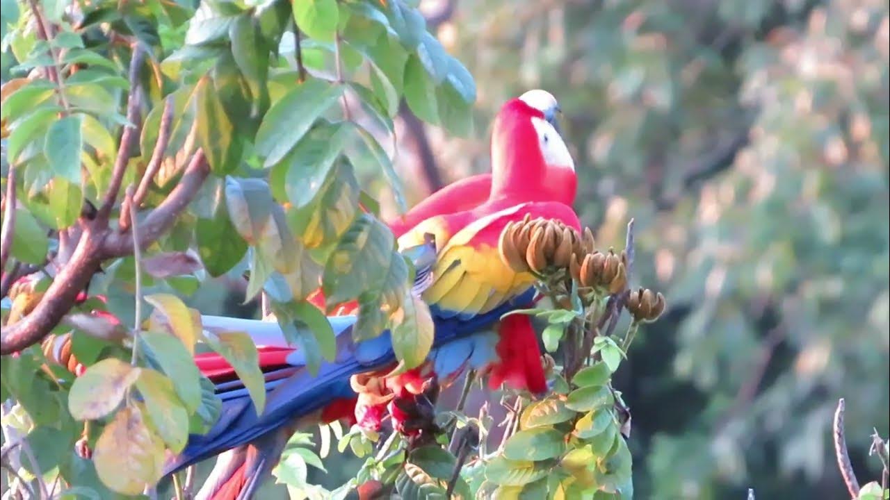 Macaws feeding at sunset in flowering trees Costa Rica - YouTube