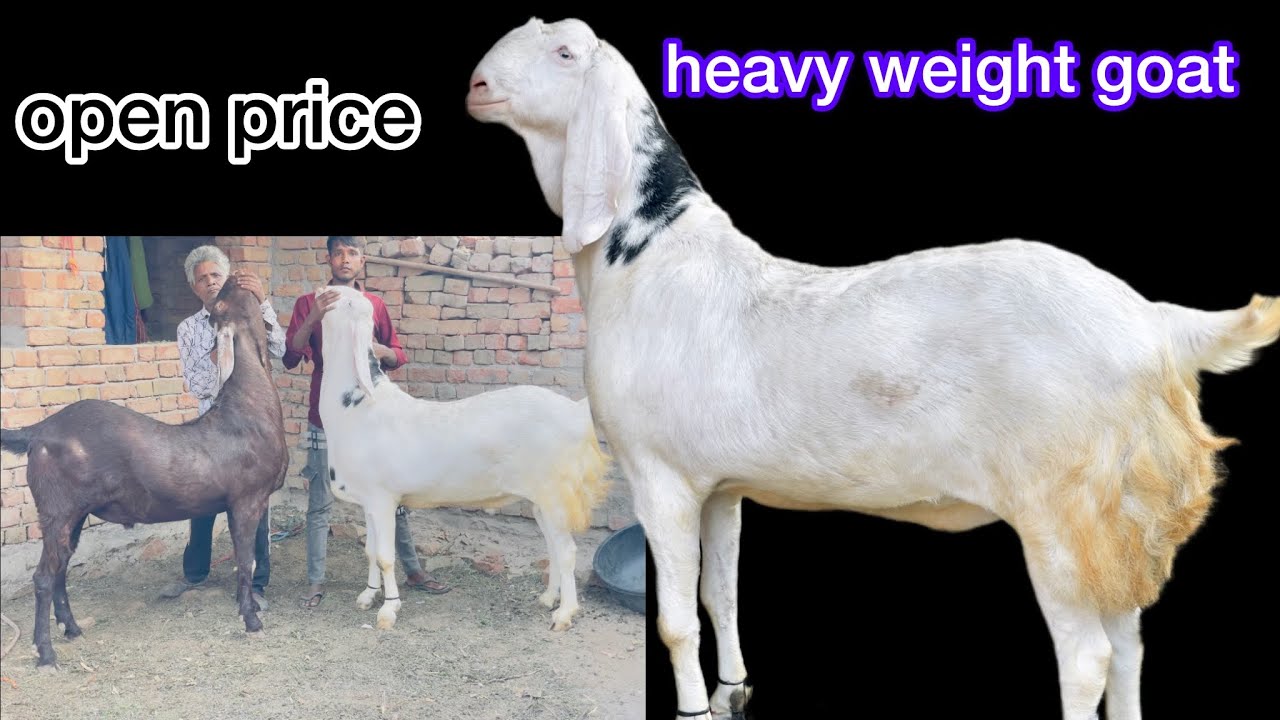 heavy weight goat 2025 #heavyweight #bigsizegoat #bigsizebakra # ...