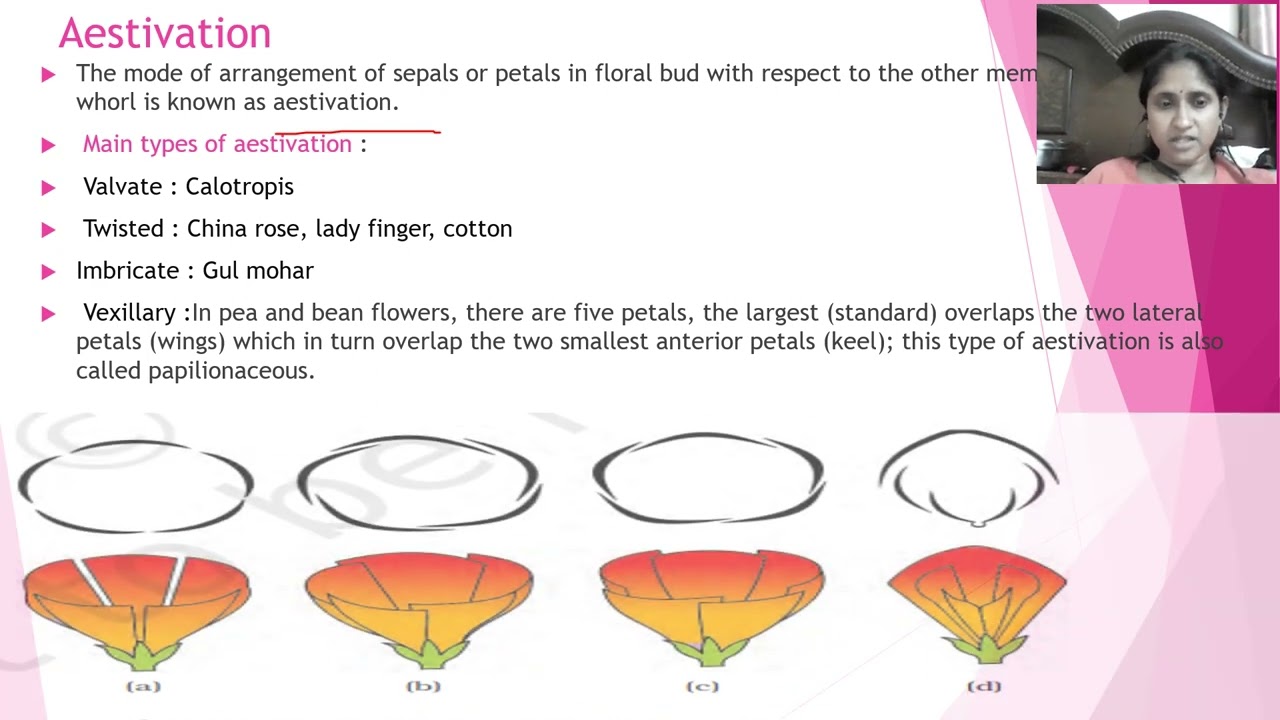 PARTS OF FLOWER FOR CLASS 11 YouTube PARTS OF FLOWER FOR CLASS 11 YouTube