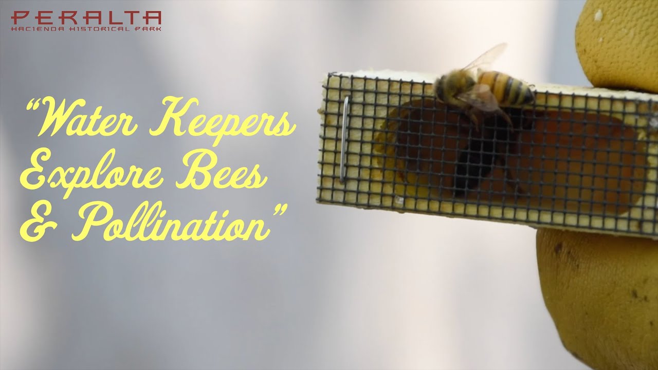Water Keepers Explore Bees & Pollination - YouTube