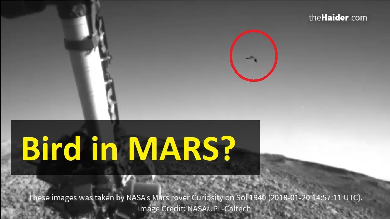 BIRD in MARS | New UFO Image by NASA - YouTube