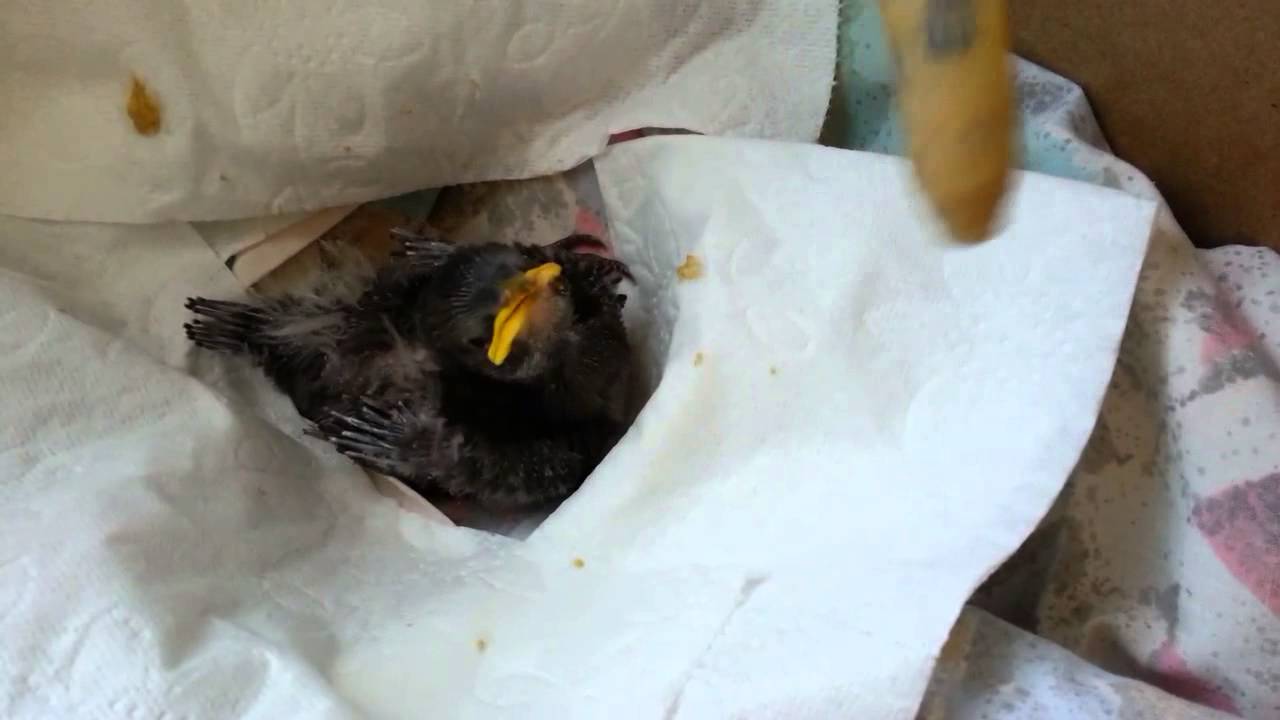 Starling rescue - Day 5 - YouTube