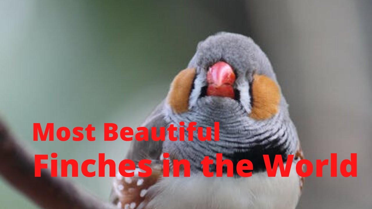 Most Beautiful Finches in the World | Nature MRK - YouTube
