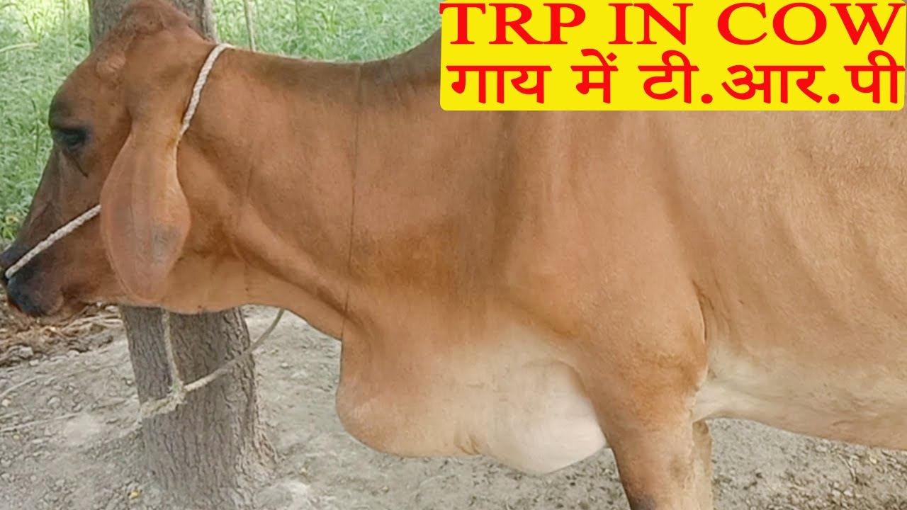 Traumatic Reticulopericarditis in Cow Clinical Case Demonstration l ...