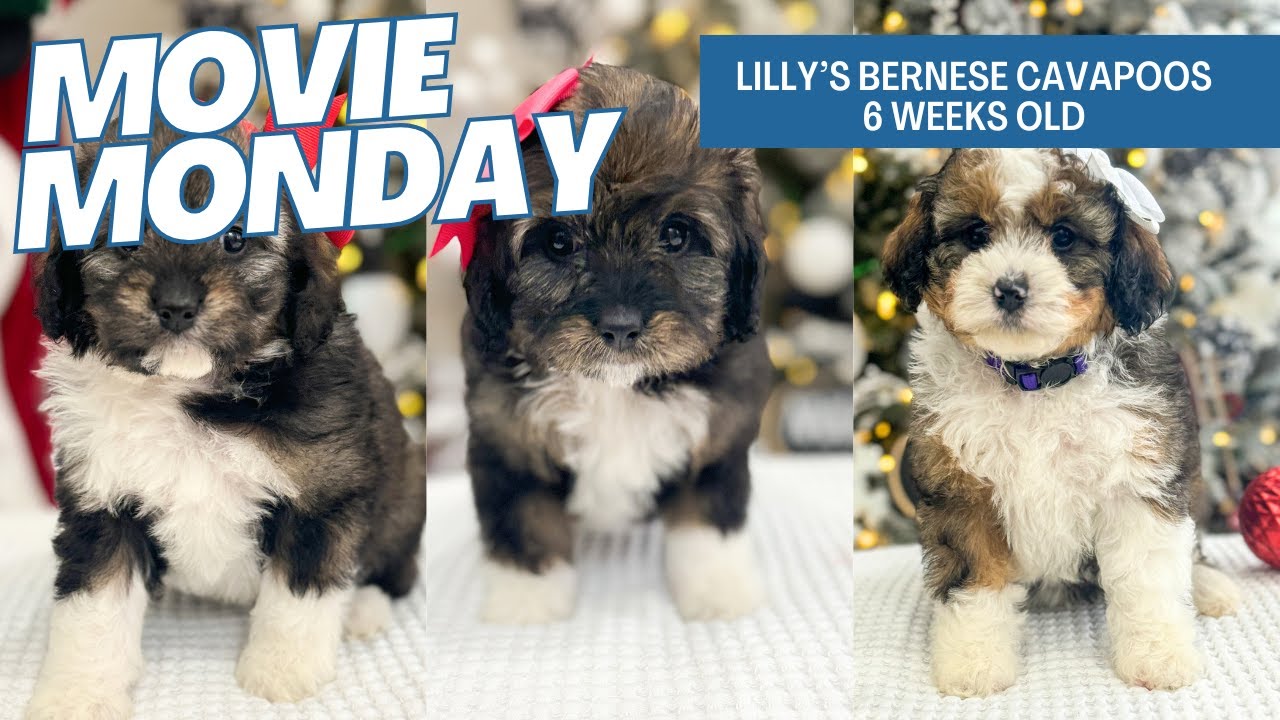 Lilly's Bernese Cavapoos 6 weeks - YouTube