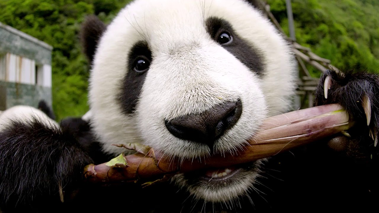 panda video - YouTube