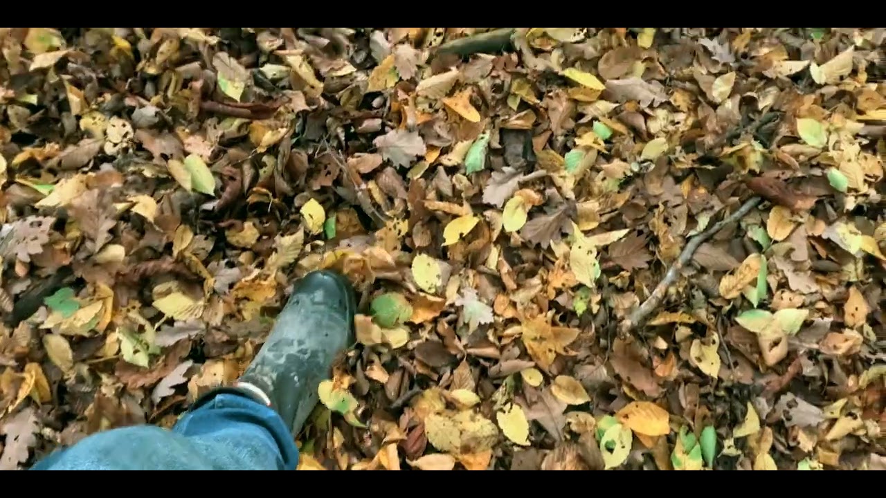 Stepping on dry leaves | Free Footage for MOAH Members - YouTube