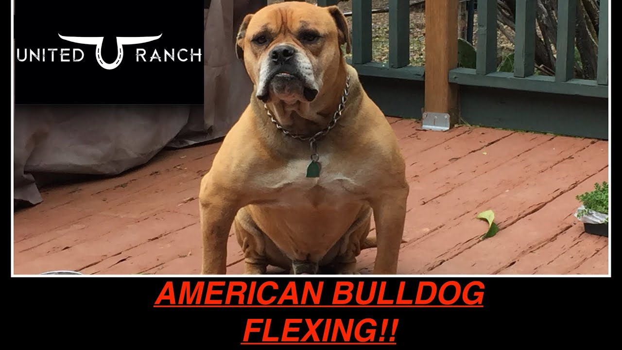 Can Dogs Flex Their Muscles?? || Very Buff Dog - YouTube