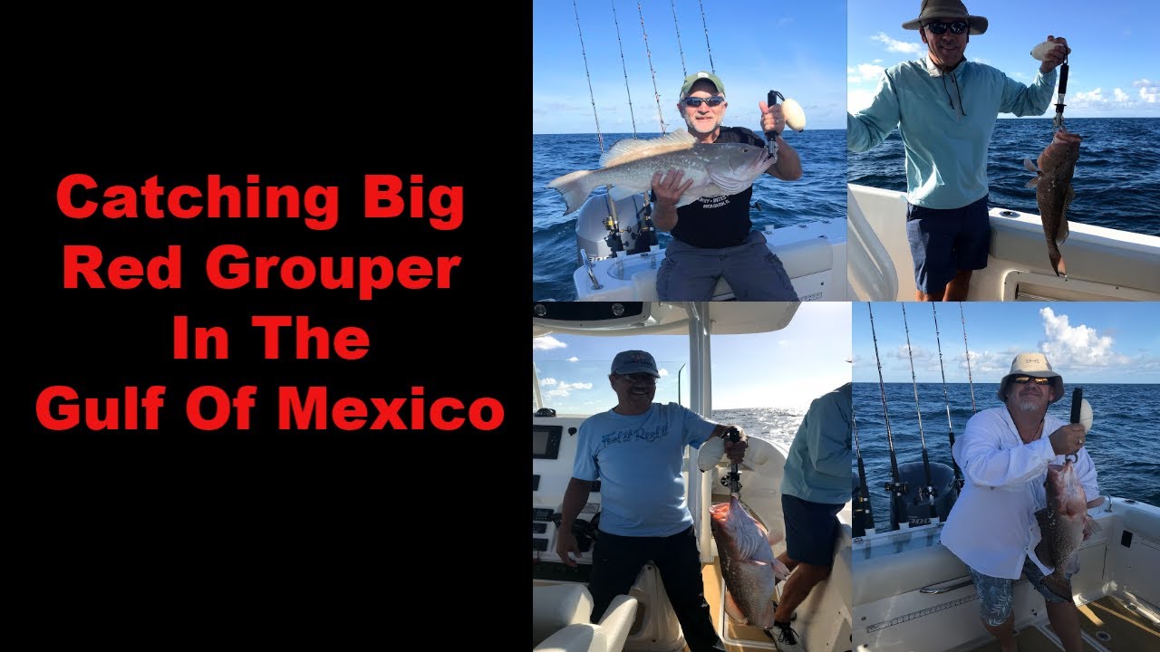 Catching Big Red Grouper In The Gulf Of Mexico - YouTube