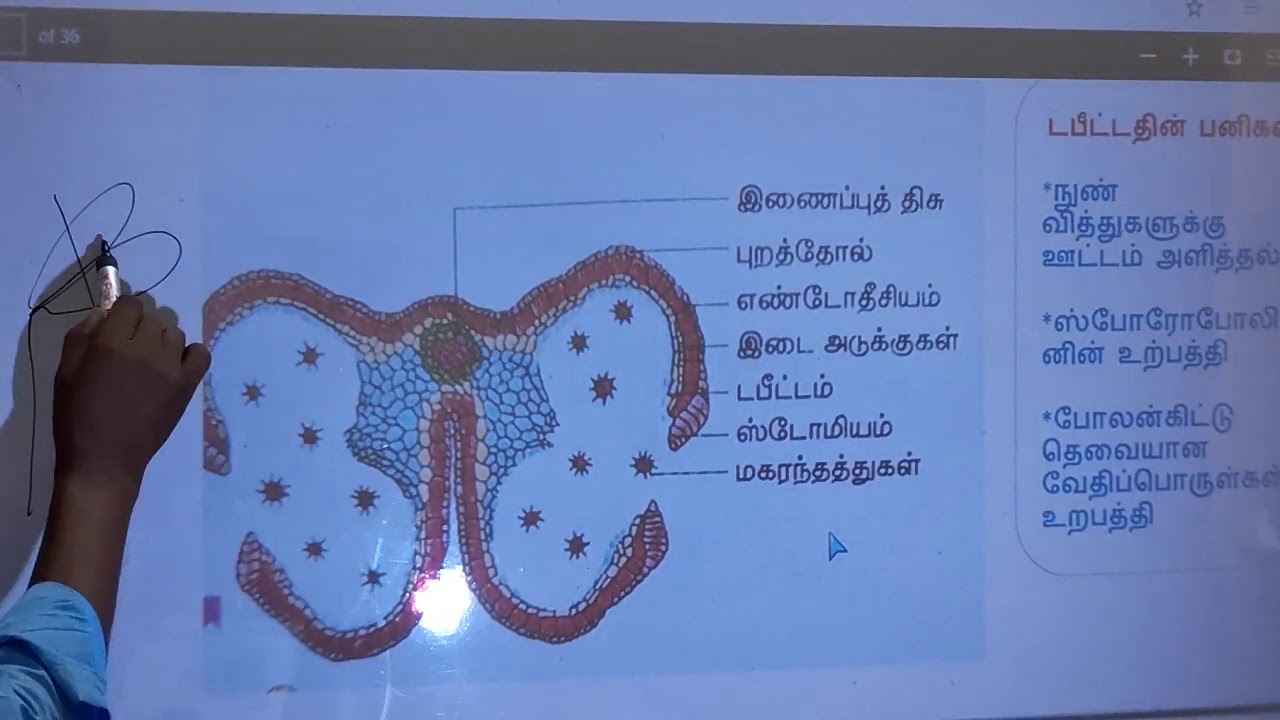 12std Botany development of Anther and TS of Anther - YouTube