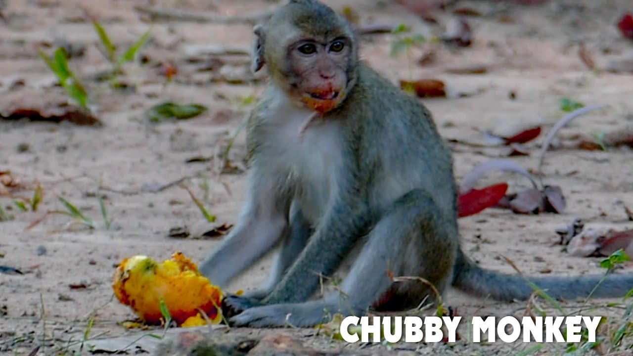 Chubby Janna! Cute money Janna love eating sweet mango, Janna find food ...