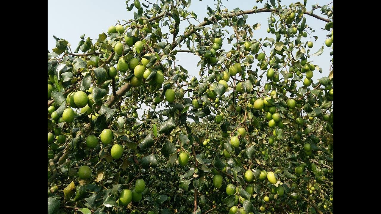 apple ber ki nursery kaise taiyar kare || apple ber ki dekhbhal kaise ...