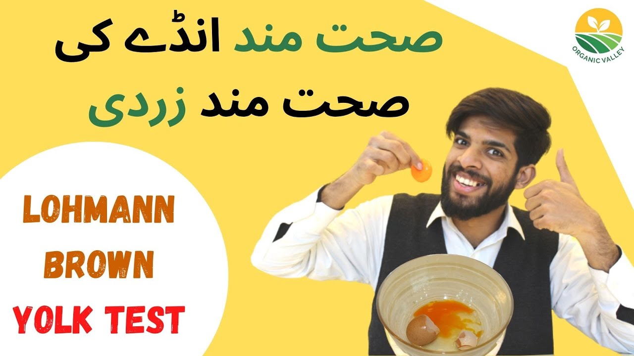 Lohmann Brown Yolk Testing Challenge - YouTube