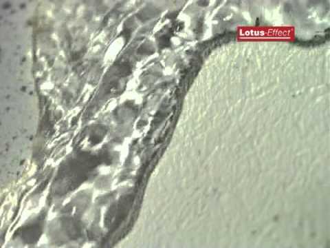 StoCoat Lotusan - YouTube