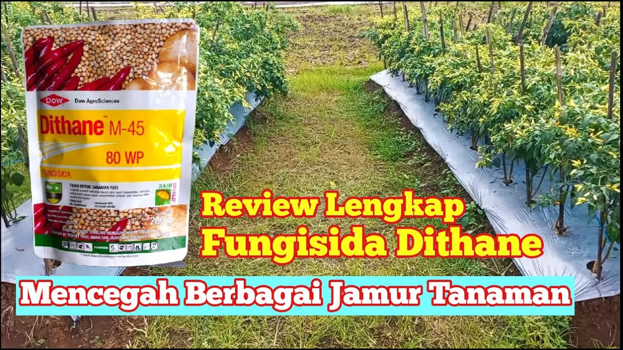 Penjelasan Lengkap Fungisida Dithane - YouTube