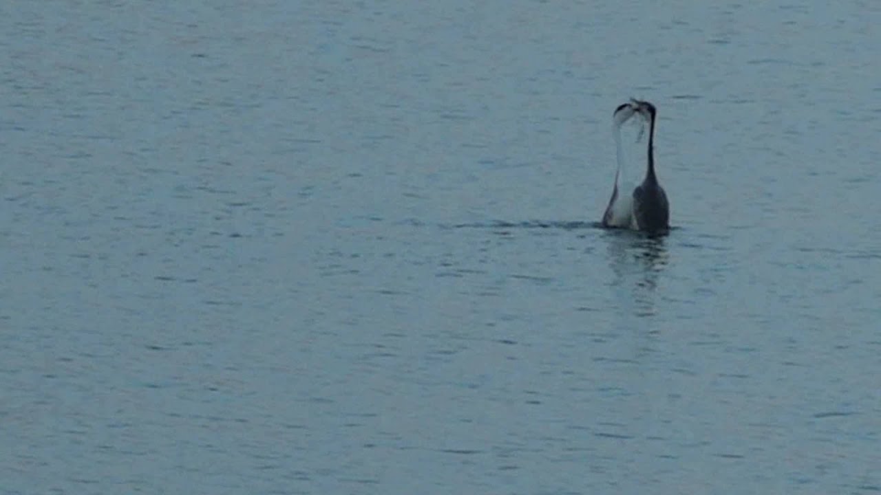 Love Birds Lake Powell great Clarks Grebes - YouTube