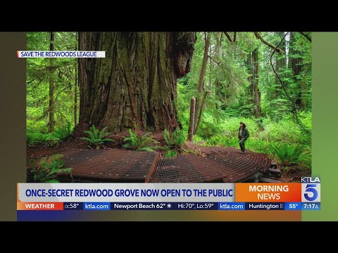 Once-secret California redwood grove now open to the public