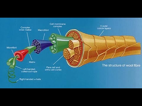 Structure & Quality of Wool (2.3): Prof. Mandal - YouTube
