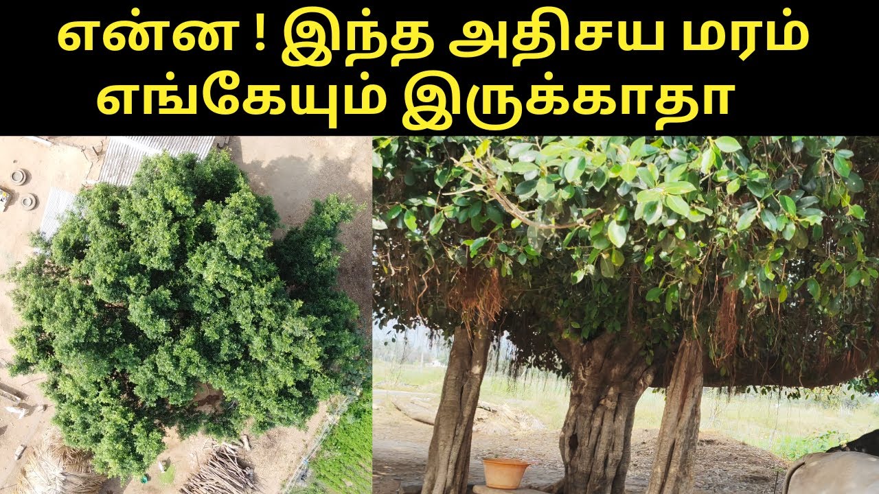 காணக்கிடைக்காத அதிசய கல்லிச்சி மரம்| kallichi tree|kal ichi|FICUS ...