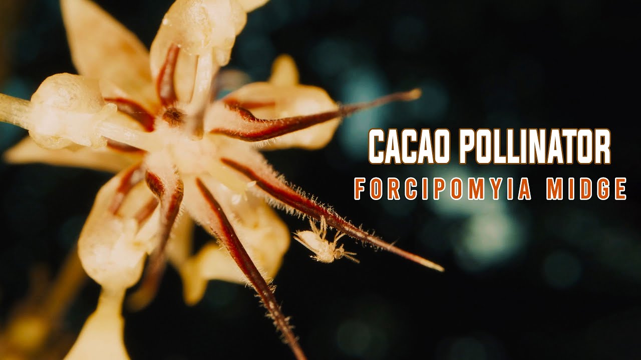 Cacao Pollinator Forcipomyia Midge - YouTube