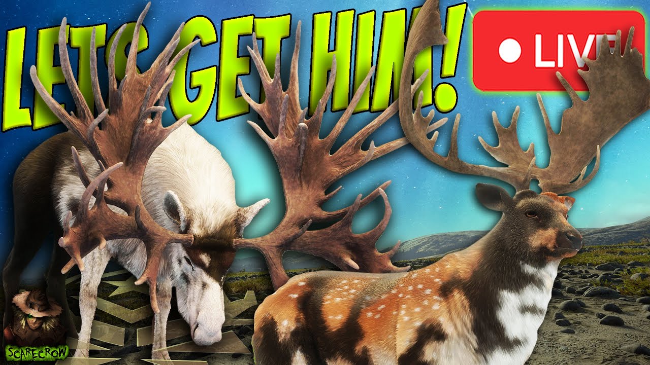 We MUST Get This Moose Down! Hunting For The Great One Moose & Fallow ...