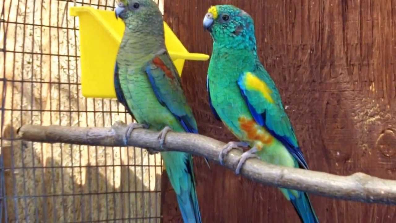Many Colored Parakeet-MULGA - YouTube