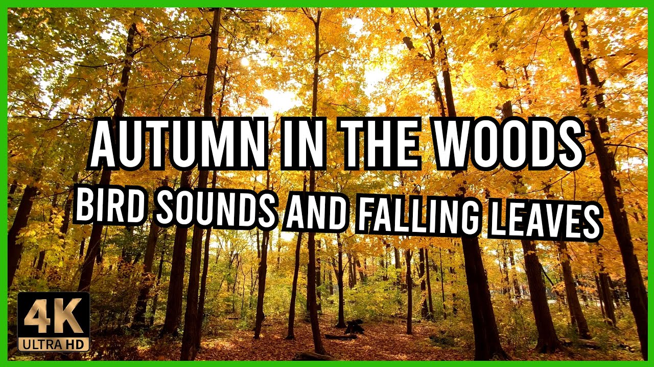 Woods ambience during autumn - Calming sound of birds and nature - YouTube
