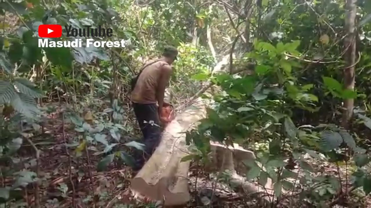 TEBANG POHON KECAPI | Cutting Down the Lute tree - YouTube