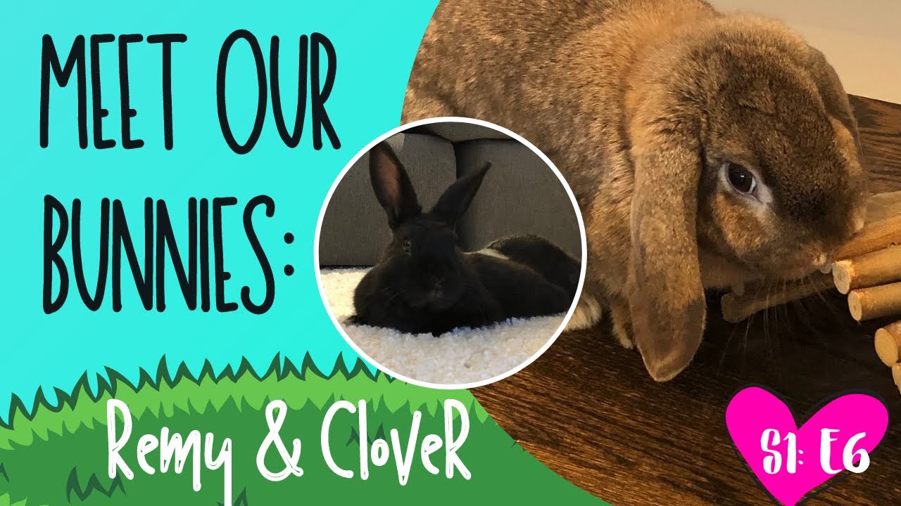 MEET OUR BUNNIES: REMY & CLOVER - YouTube